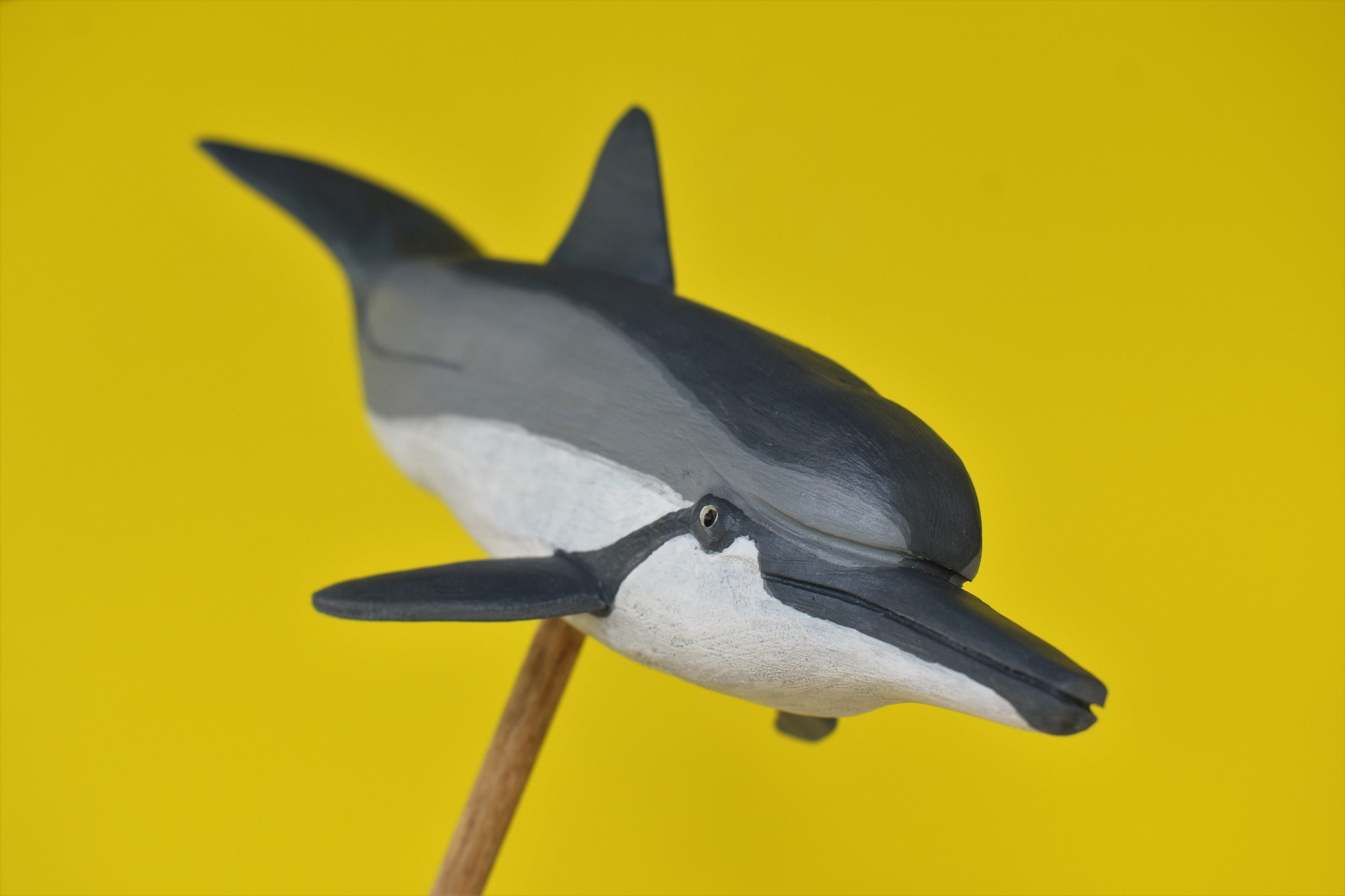 Long Snouted Spinner Dolphin