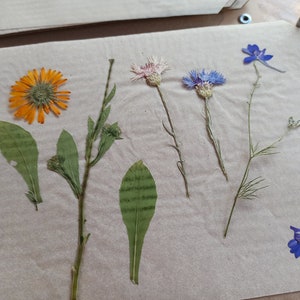 Sunflower Flower Press Botanical Flower Press Personalized - Etsy