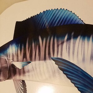 High Resolution Wahoo Fish Decal, Wahoo Sticker, Ono Decal, Boat ...