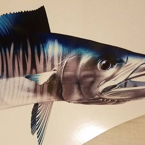 High Resolution Wahoo Fish Decal, Wahoo Sticker, Ono Decal, Boat ...