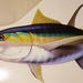 High Resolution Yellowfin Tuna Decal, Yellowfin Tuna Sticker, Boat ...