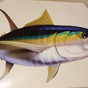 High Resolution Yellowfin Tuna Decal, Yellowfin Tuna Sticker, Boat ...