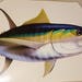 High Resolution Yellowfin Tuna Decal, Yellowfin Tuna Sticker, Boat ...