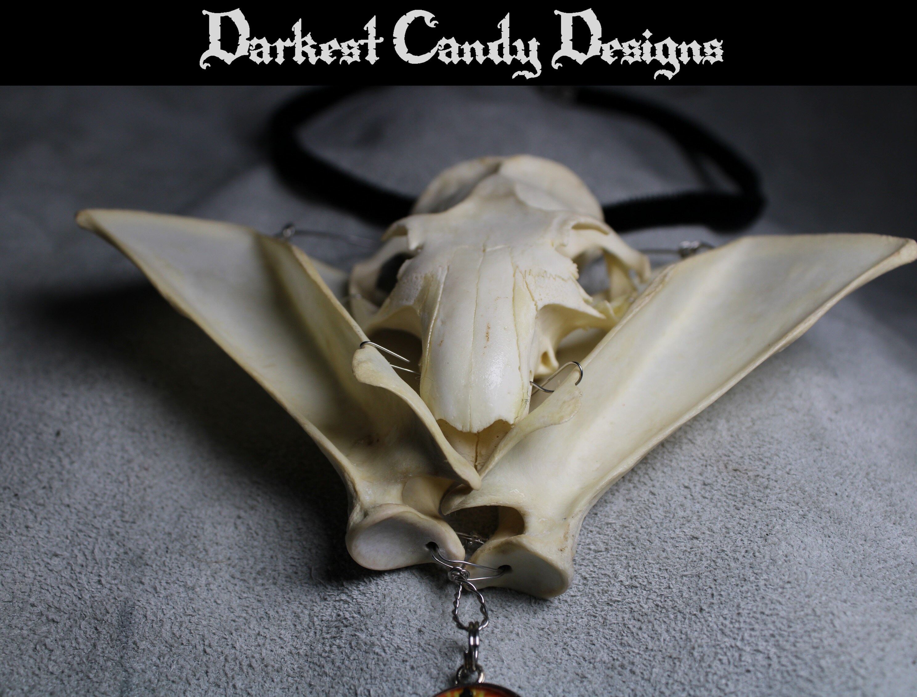 Real Groundhog Skull & Bobcat Scapula Chestpiece Necklace | Etsy