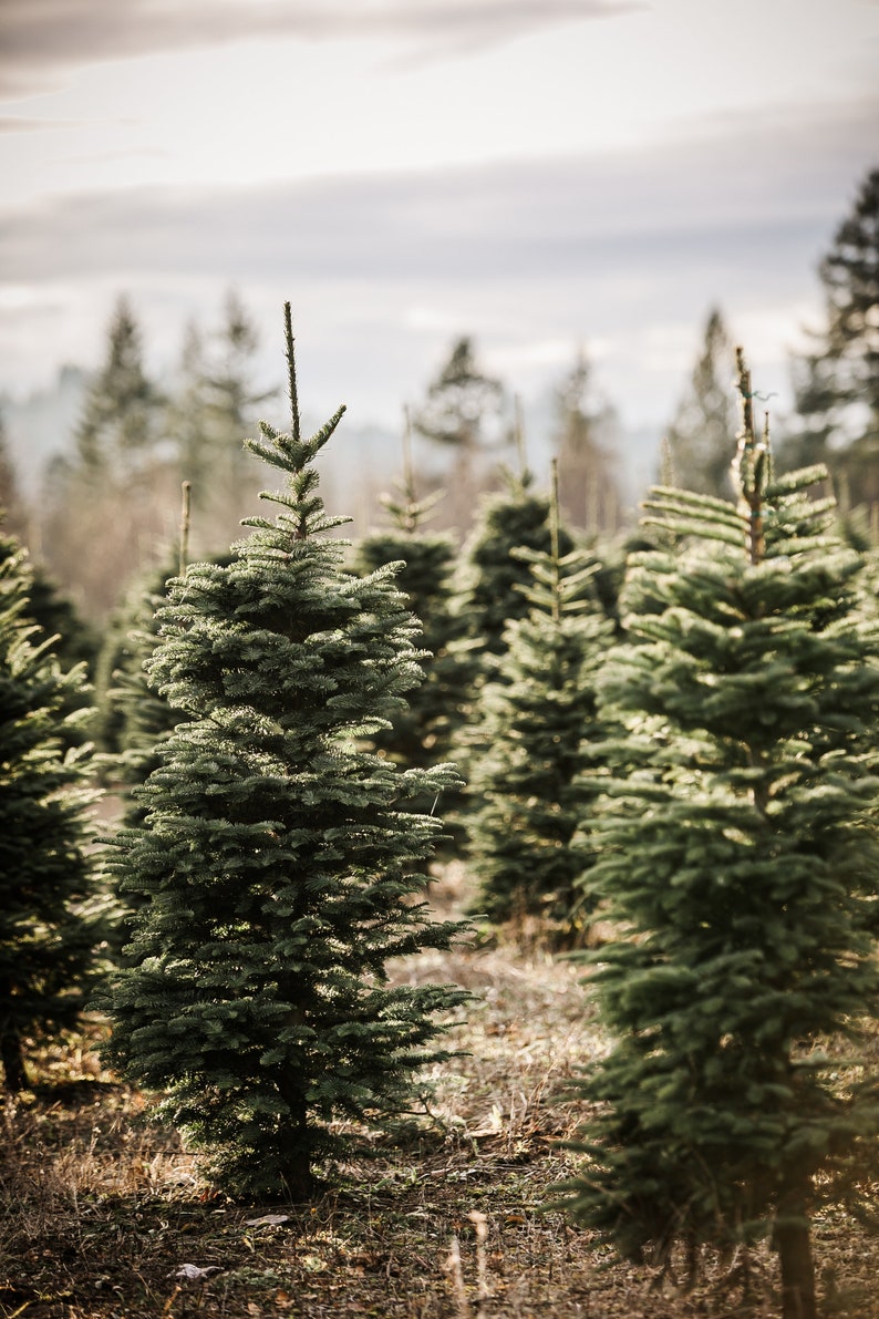 4 Different Outdoor Holiday Winter Tree Farm Digital Backdrops for ...