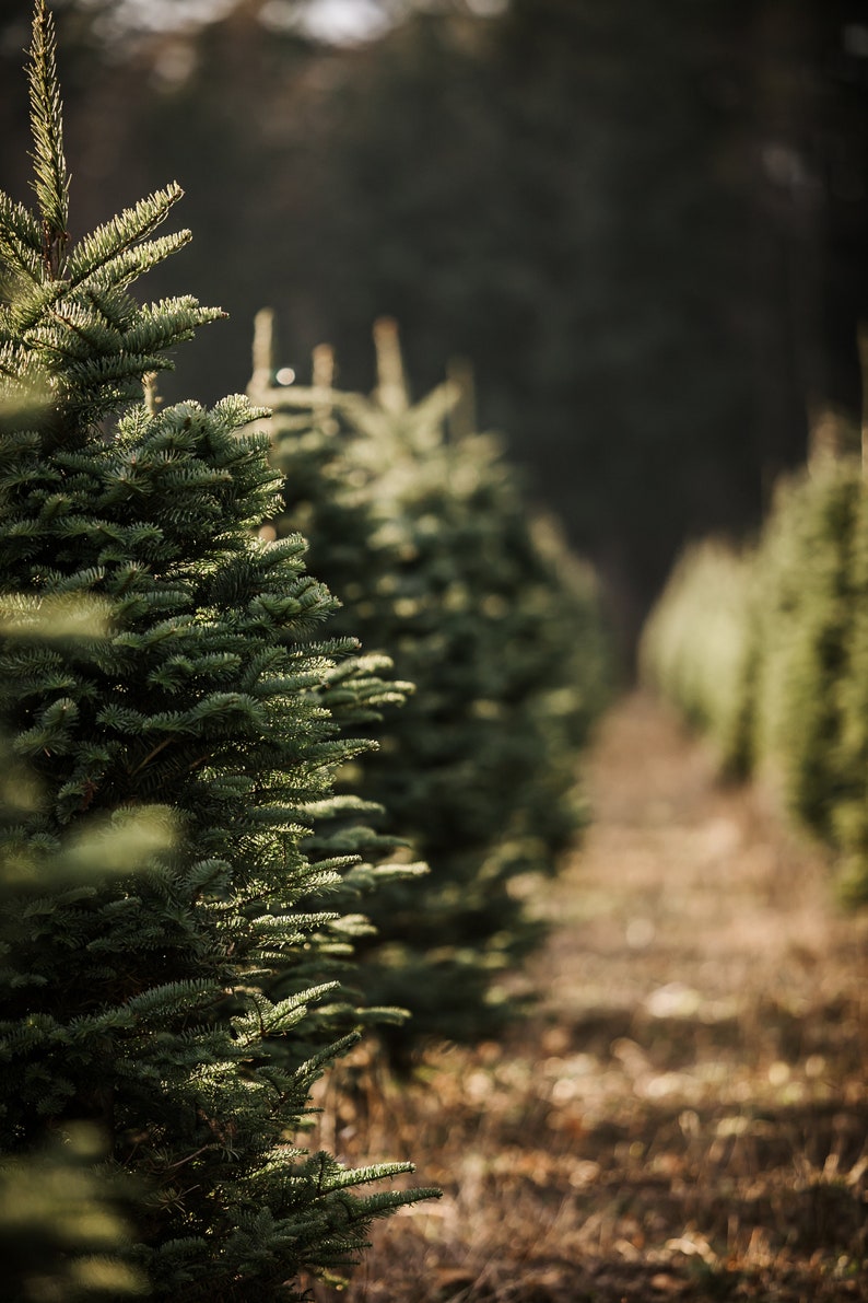 4 Different Outdoor Holiday Winter Tree Farm Digital Backdrops for ...