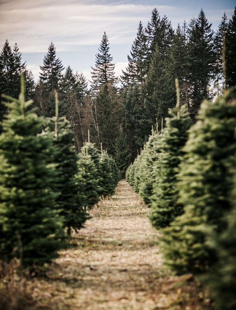 4 Different Outdoor Holiday Winter Tree Farm Digital Backdrops for ...