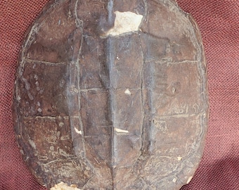 Real Turtle Shell - Etsy