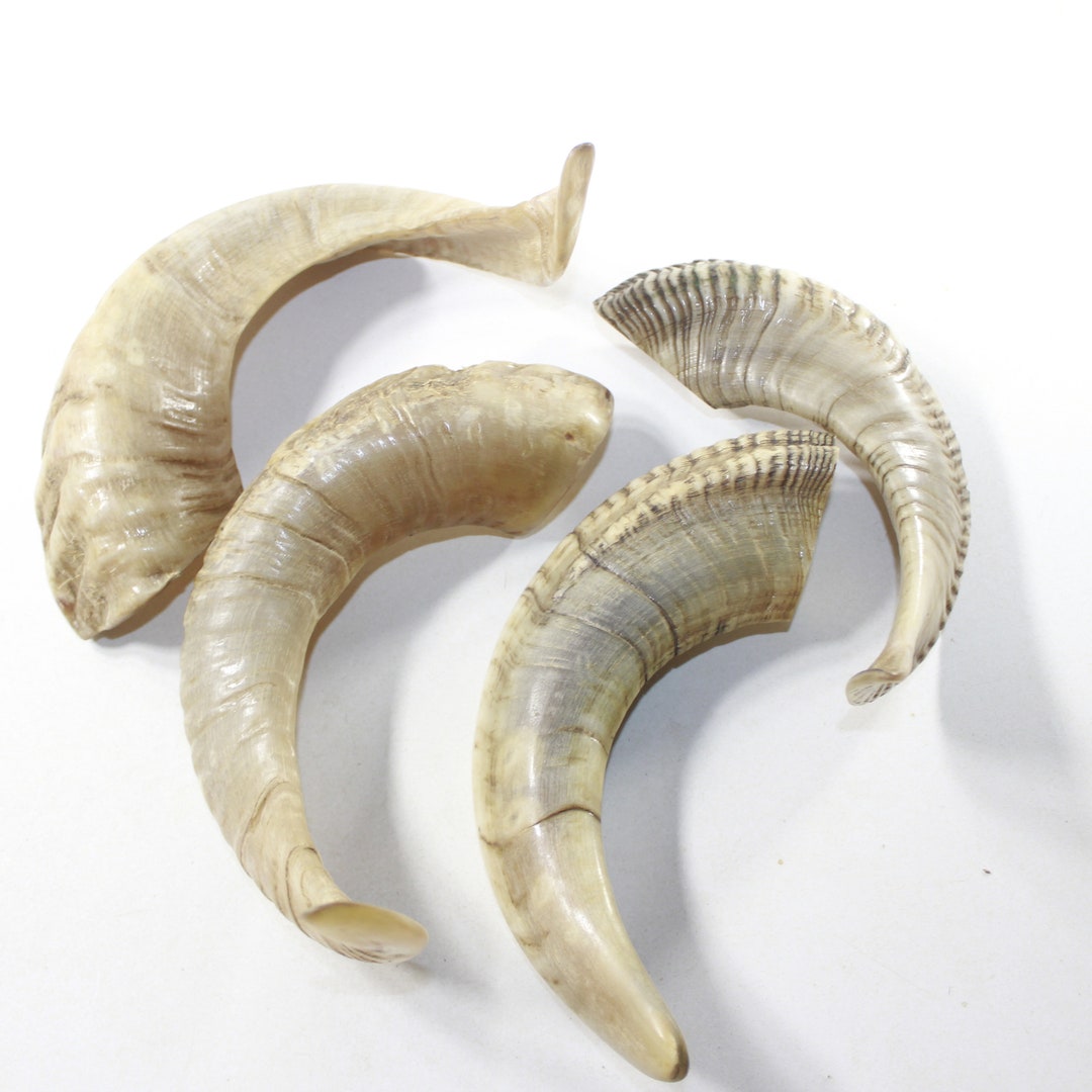 4 Sheep Horns 3538 Natural Colored Polished Ram Horns - Etsy