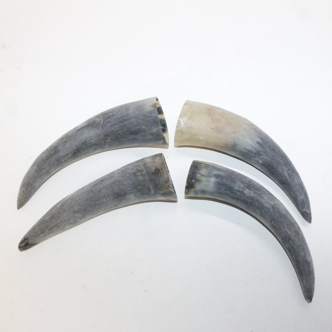 4 Raw Unfinished Cow Horns 6816 Natural Colored - Etsy