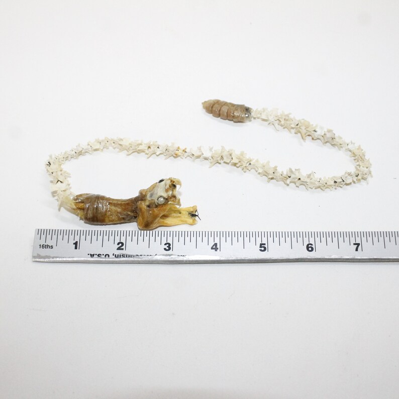 Skinless Snake 70N Northwest Monster Rattlesnake Beast | Etsy