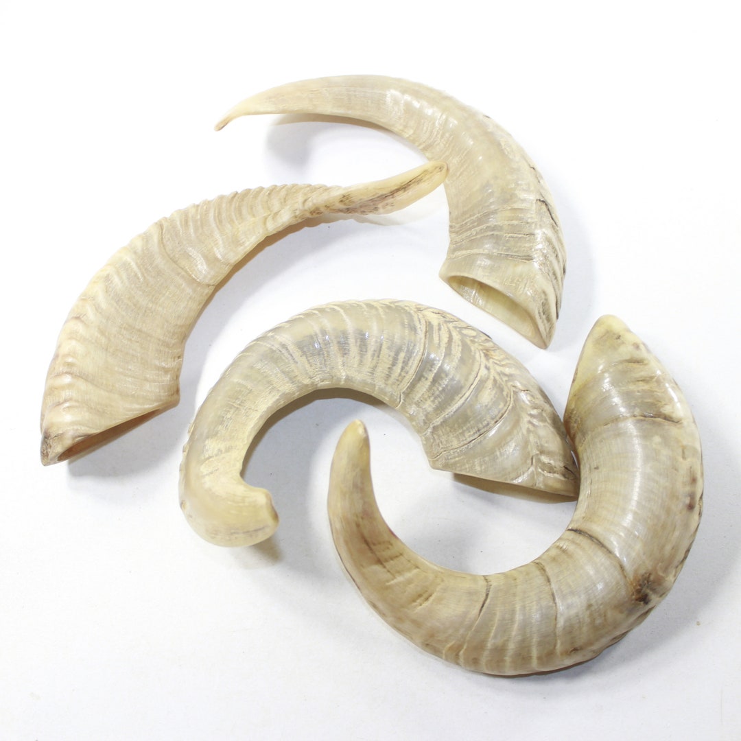 4 Sheep Horns 7138 Natural Colored Polished Ram Horns - Etsy
