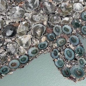 15" Seashell Shell Encrusted Manatee Wall Hanging - Etsy