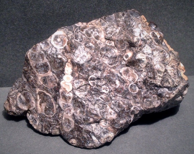 Turritella Agate Elimia Fossilized Snail Shell Rough Mineral Specimen ...