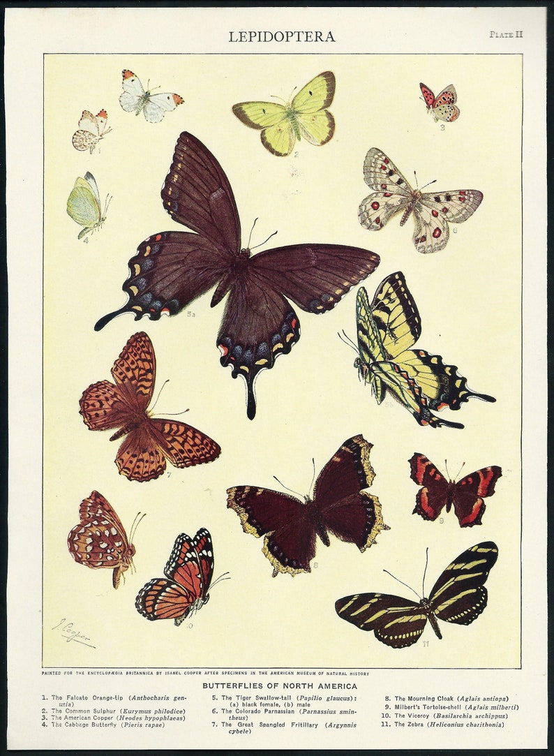 1929 Butterfly Illustration 2 Isabel Cooper American Butterflies ...