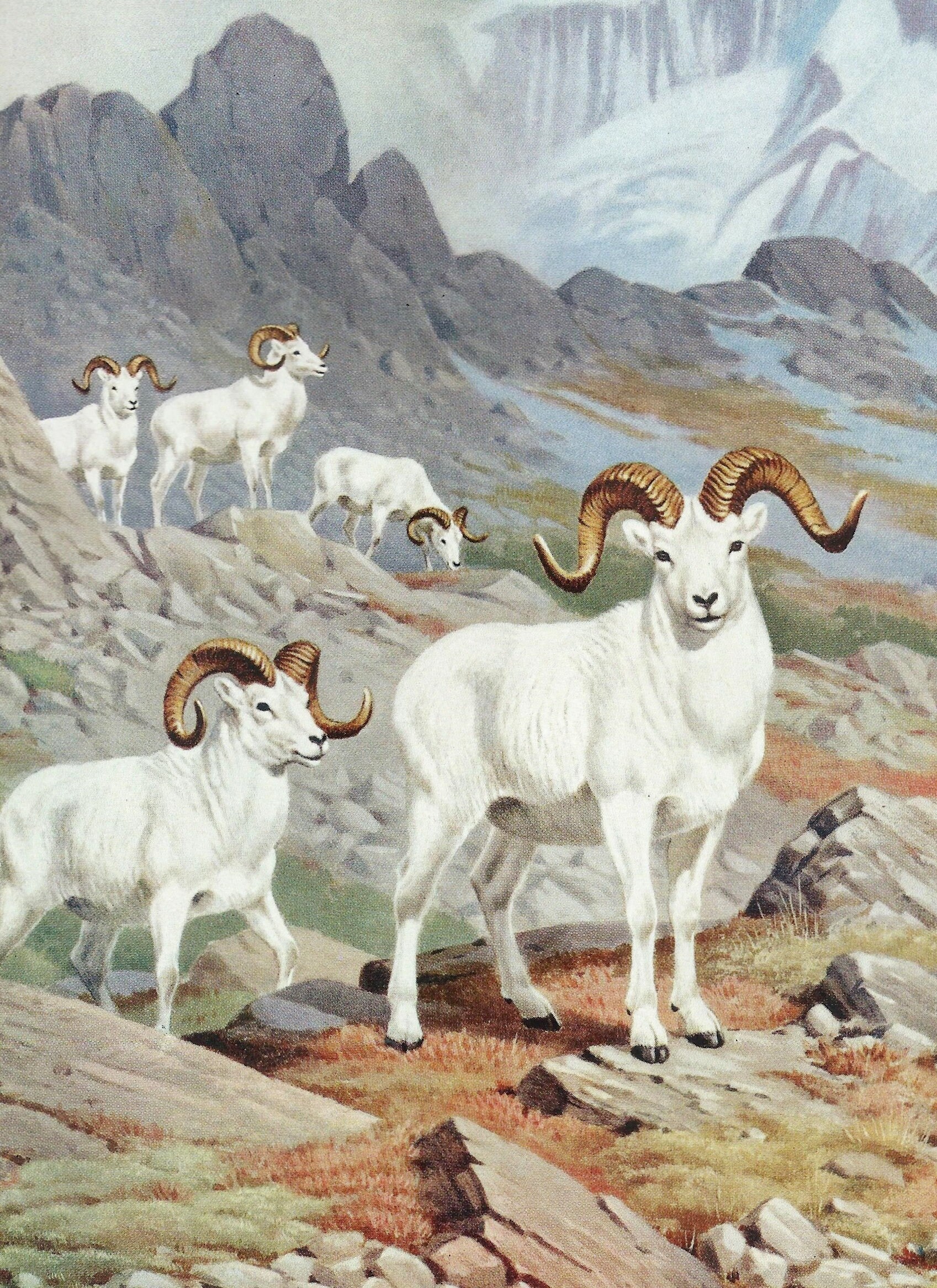 Vintage Dall Sheep Rams & Harlequin Ducks Illustration - Etsy