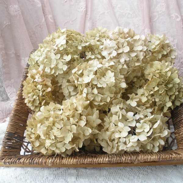 Dried Hydrangeas - Etsy