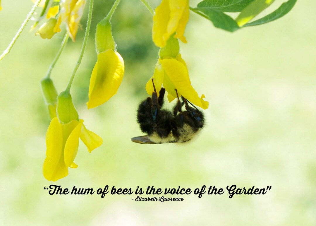 The Hum of Bees is the Voice of the Garden Quoted Photograph - Etsy