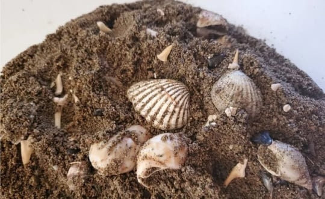 Fossil, Seashell & Shark Teeth Set of Mining Bags 3lbs Each Bag Great ...