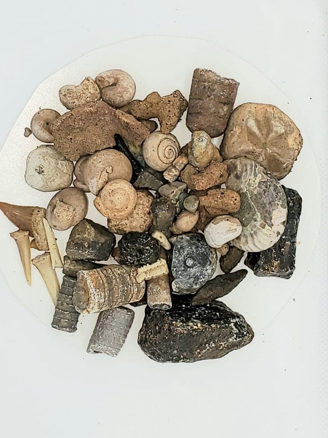 Fossil Dig Kit 5lb- Real Fossils Shark Teeth Dig Kit | Educational STEM ...