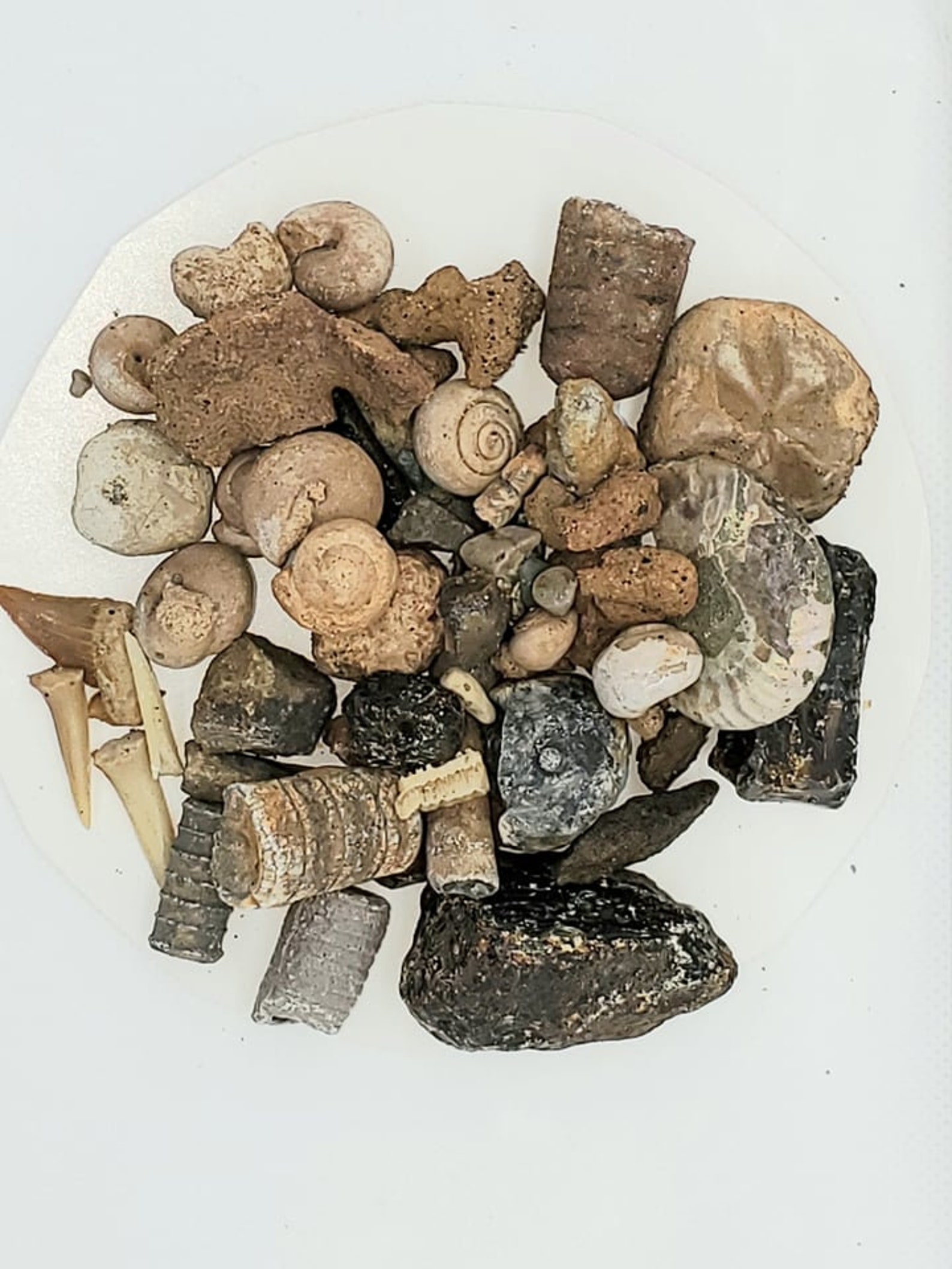 Fossil Seashell & Shark Teeth Set of Mining Bags 3lbs Each - Etsy