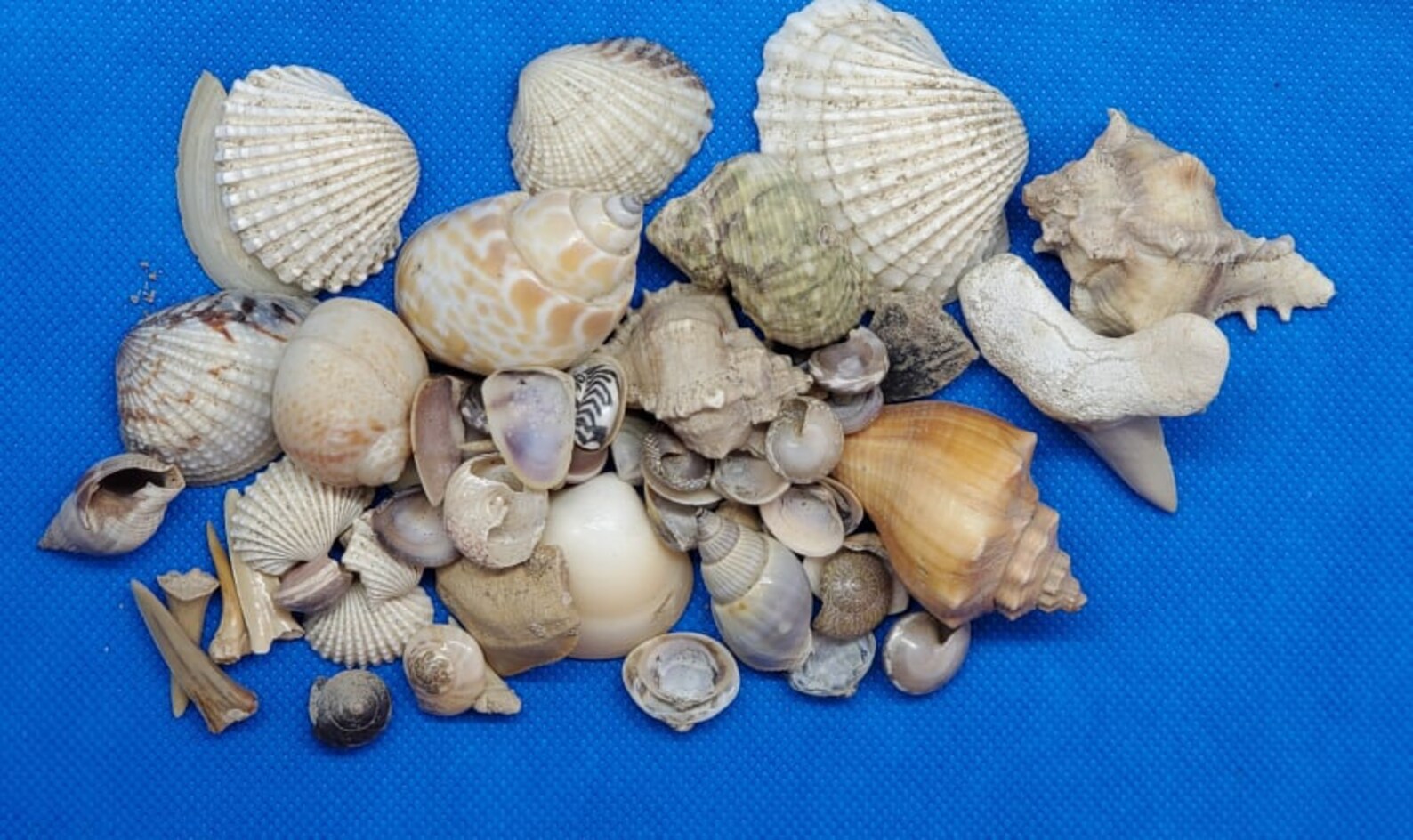 Fossil Seashell & Shark Teeth Set of Mining Bags 3lbs Each - Etsy
