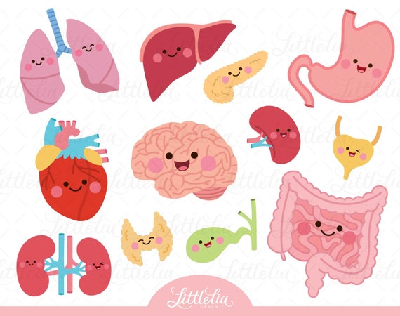 Human Organs Clipart Human Anatomy 22006 color and - Etsy