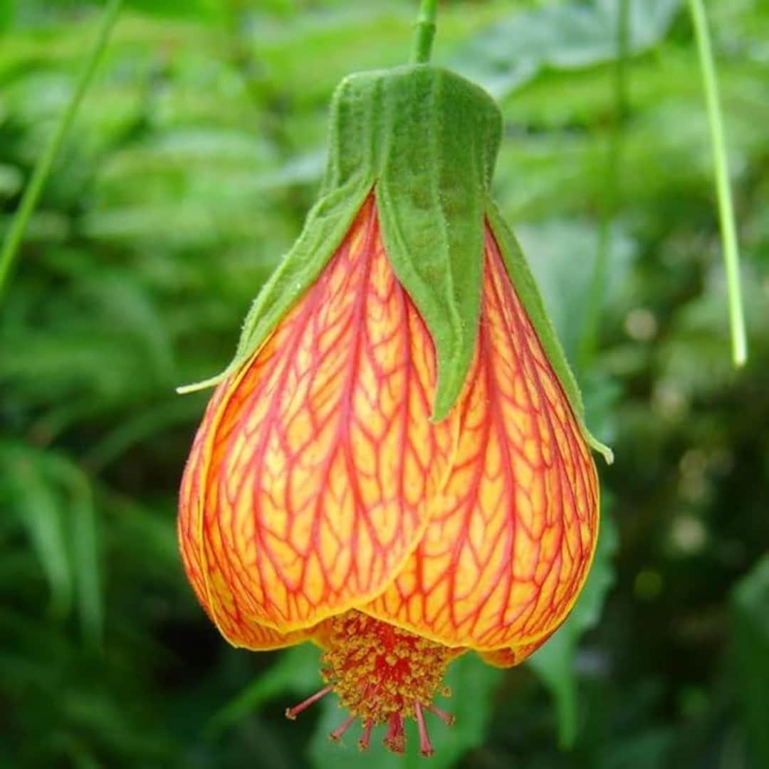 Abutilon Flowering Maple Tiger Eye Bare Root Plant 2 Yrs Old - Etsy