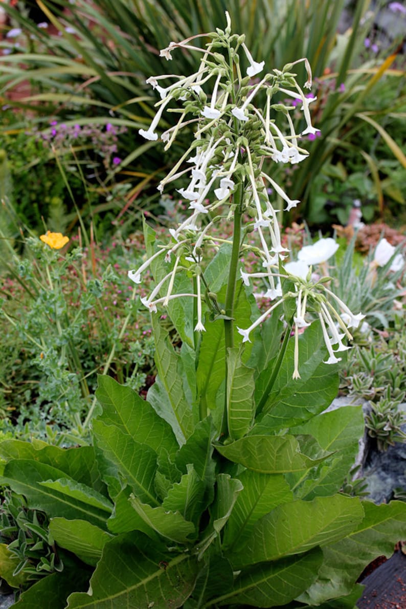 Nicotina Sylvestris Flowering Tobacco Seeds - Etsy