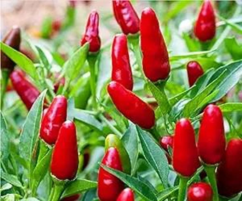Dwarf Thai Hot Pepper Seeds, Fiery Flavor - Etsy