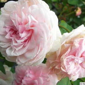 Indica Major Rose Bush AKA American Noisette, R. Odorata, Boursault ...
