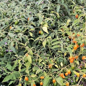 Yellow Teardrop Rocoto Chile Seeds 24 Seeds-free Shipping - Etsy