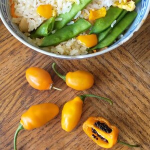 Yellow Teardrop Rocoto Chile Seeds 24 Seeds-free Shipping - Etsy