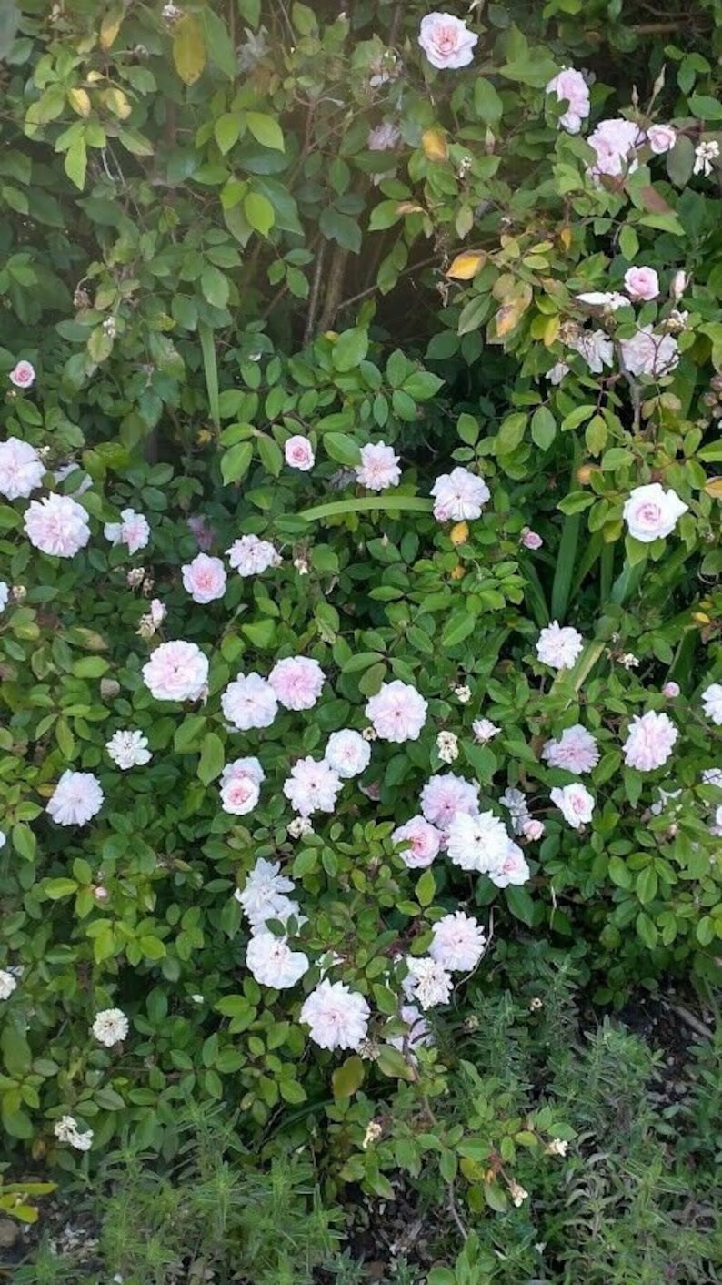 Bloomfield Abundance Classic Rose Plant Bare Root - Etsy