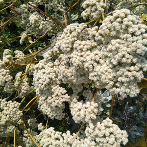 California Buckwheat Seeds: Eriogonum Fasciculatum Mojave - Drought ...