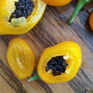Yellow Teardrop Rocoto Chile Seeds 24 Seeds-free Shipping - Etsy