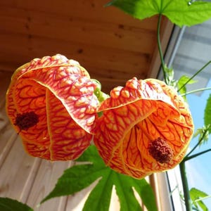 Abutilon Flowering Maple Tiger Eye Bare Root Plant 2 Yrs Old - Etsy