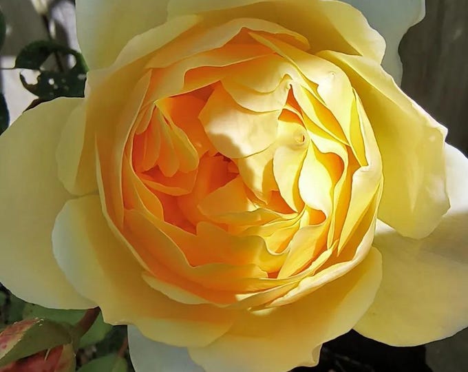 Jude the Obscure Bare Root Rose Plant-2 Years Old - Etsy