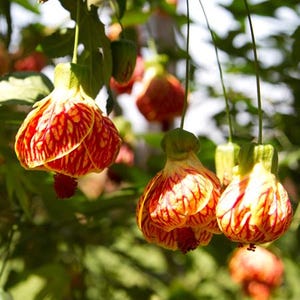 Abutilon Flowering Maple Tiger Eye Bare Root Plant 2 Yrs Old - Etsy
