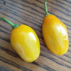 Yellow Teardrop Rocoto Chile Seeds 24 Seeds-free Shipping - Etsy