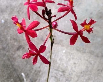 Rare Red EPIDENDRUM RADICANS Reed Stem Orchid, 'red Ballerina' Fire ...