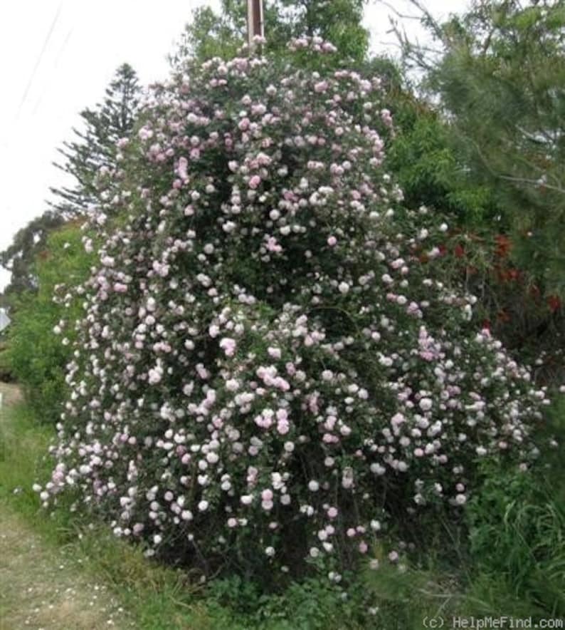 Indica Major Rose Bush AKA American Noisette, R. Odorata, Boursault ...