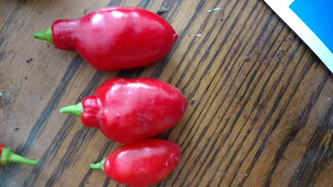 Red Teardrop Manzano (rocoto) Pepper Seeds (24) FREE SHIPPING - Etsy
