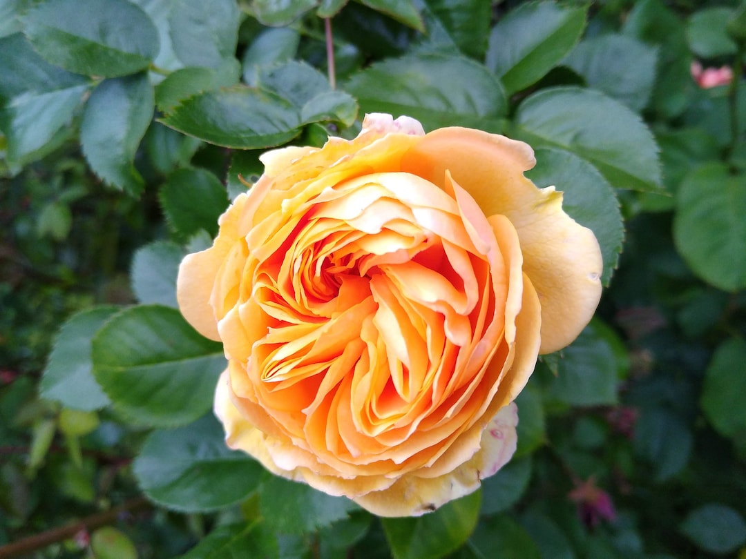 Julia Child Rose, Live Plant - Etsy