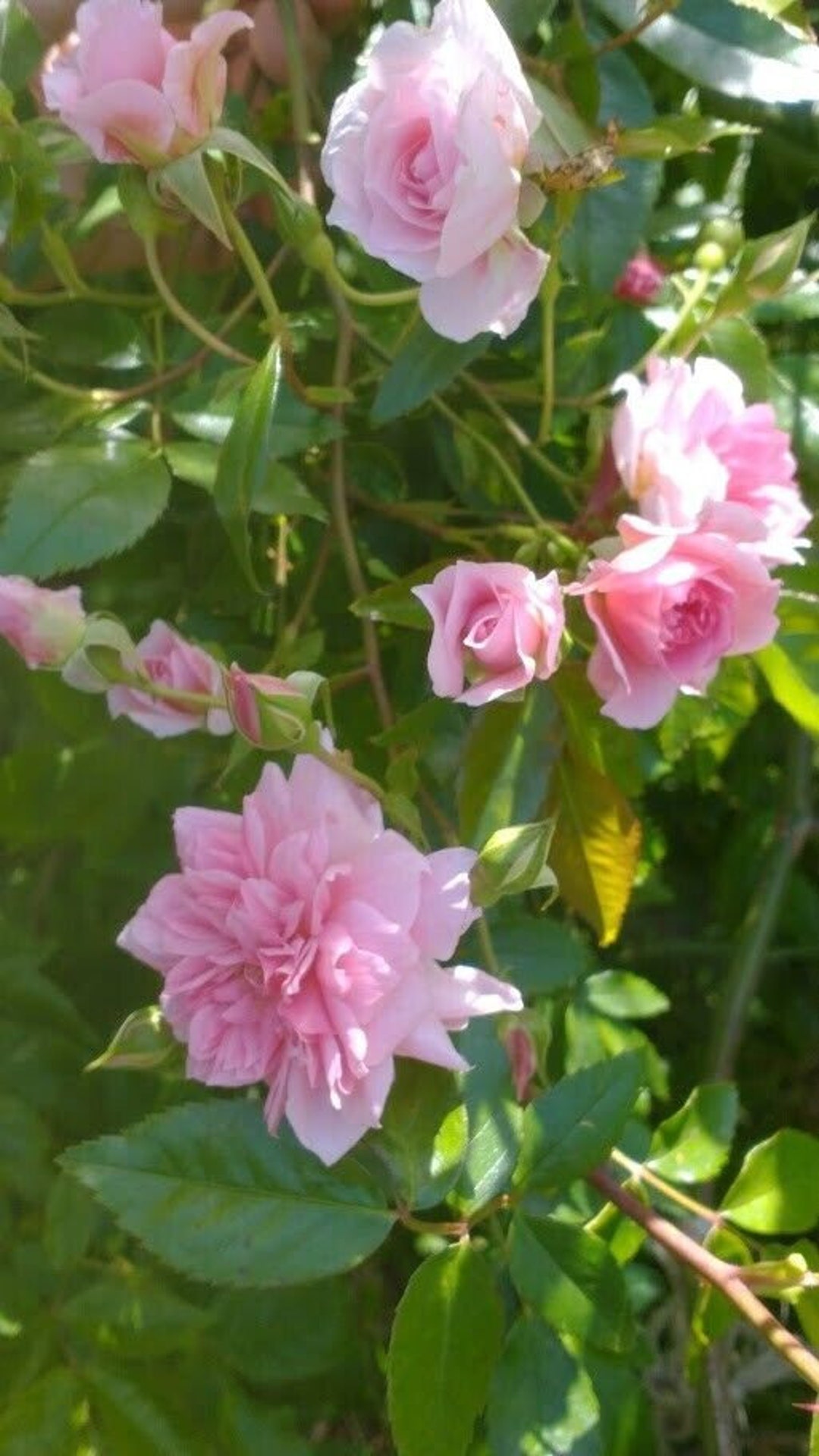 Mel's Heritage Rose, Rambler, Climber, Bare Root Plant - Etsy