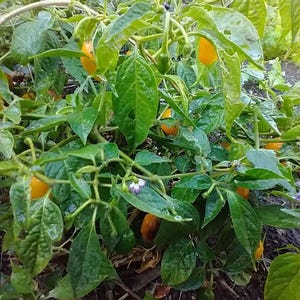 Yellow Teardrop Rocoto Chile Seeds 24 Seeds-free Shipping - Etsy