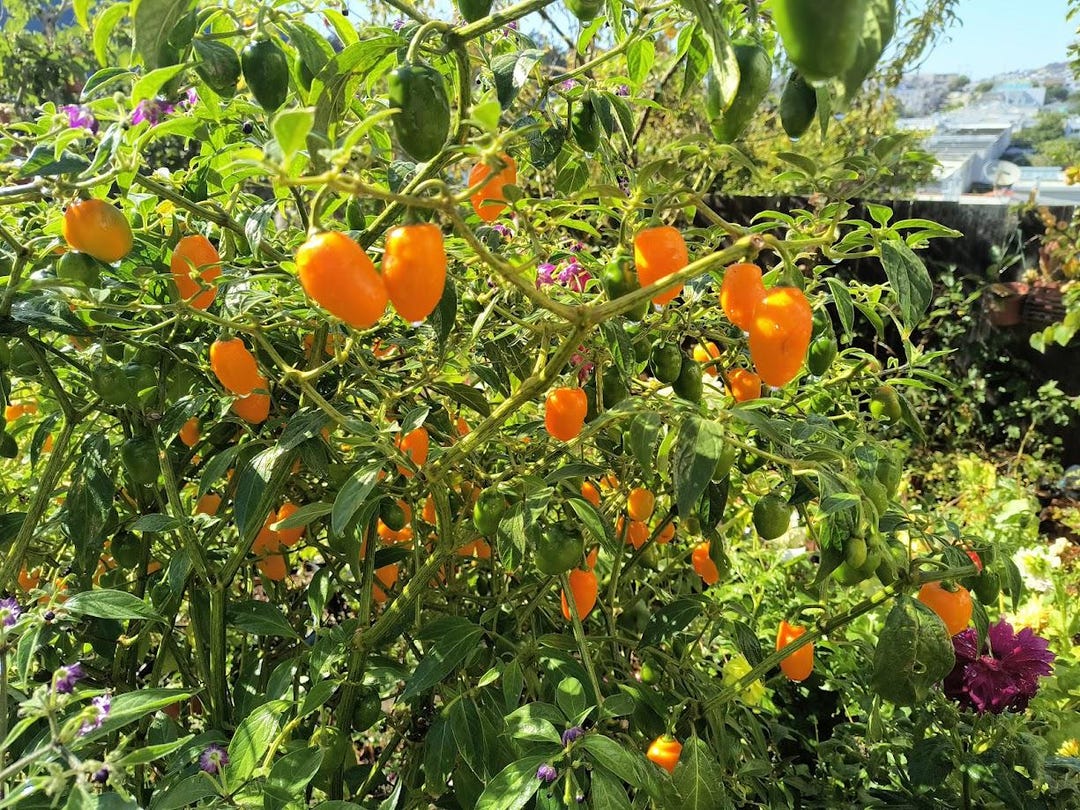 Yellow Teardrop Rocoto Chile Seeds 24 Seeds-free Shipping - Etsy