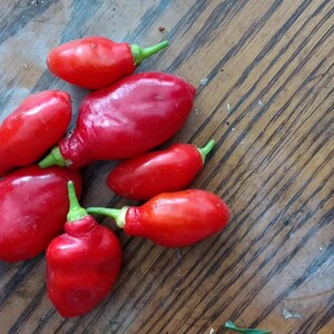 Yellow Teardrop Rocoto Chile Seeds 24 Seeds-free Shipping - Etsy