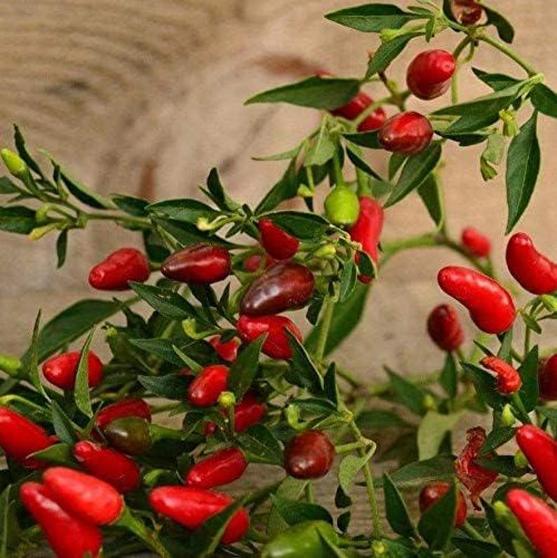 Dwarf Thai Hot Pepper Seeds, Fiery Flavor - Etsy