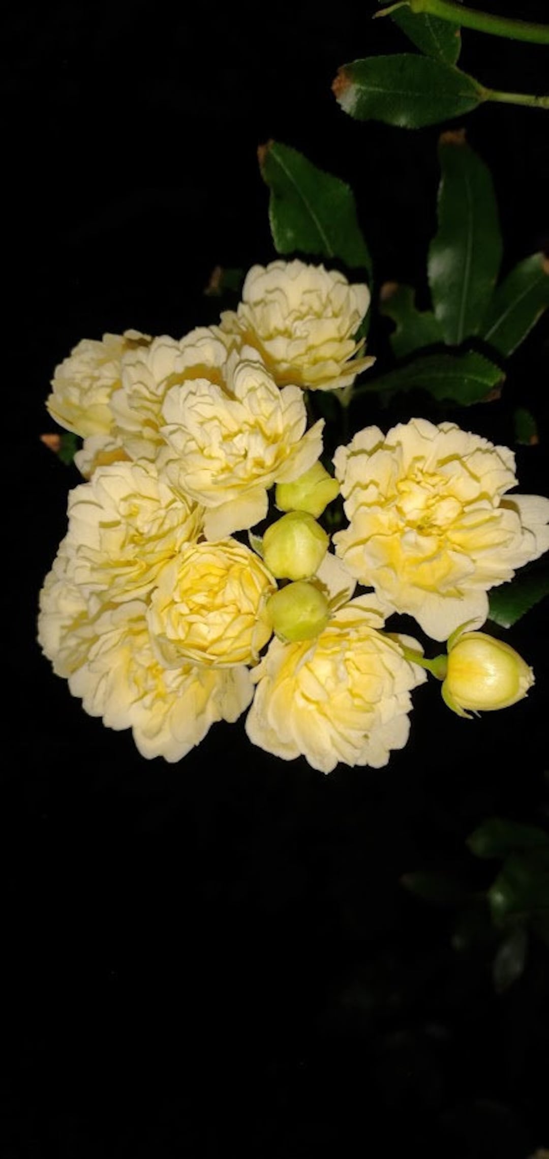 Lady Banks Rose Bush (yellow) Bare-root 2 Year Old Plant - Etsy